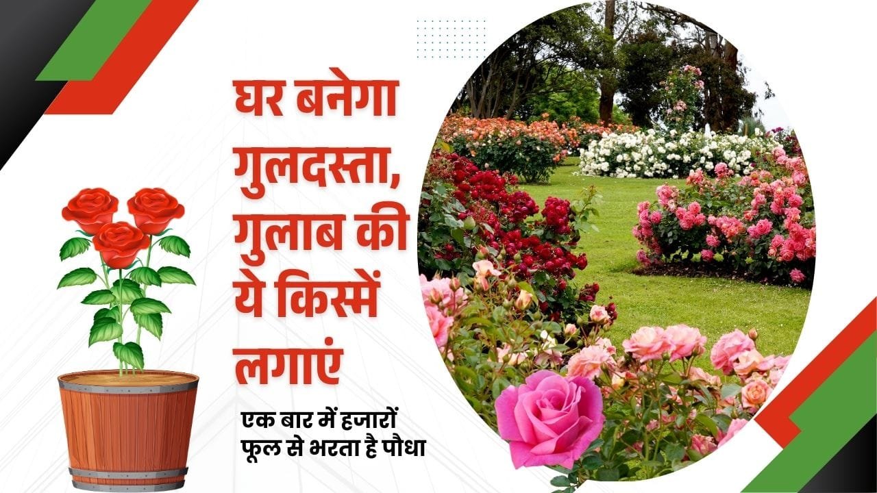 Gulab ka paudha kaise lagaen: घर बनेगा गुलदस्ता, गुलाब की ये किस्में ...