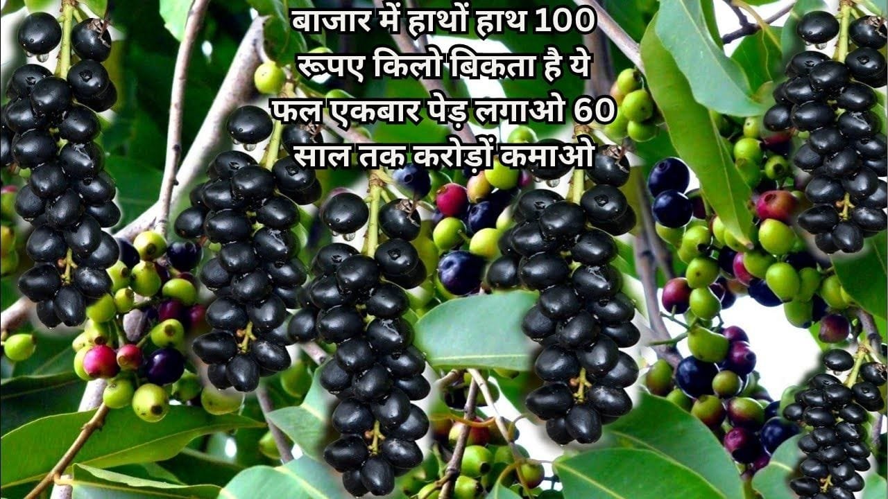 बाजार में हाथों हाथ 100 रूपए किलो बिकता है ये फल, एकबार पेड़ लगाओ 60 ...